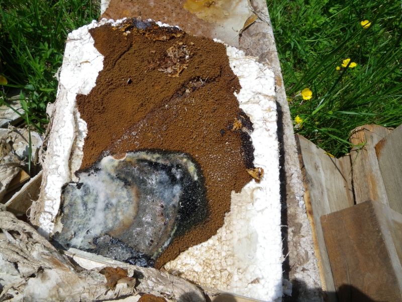 Formation parasite du bois en France, Formation mérule Normandie